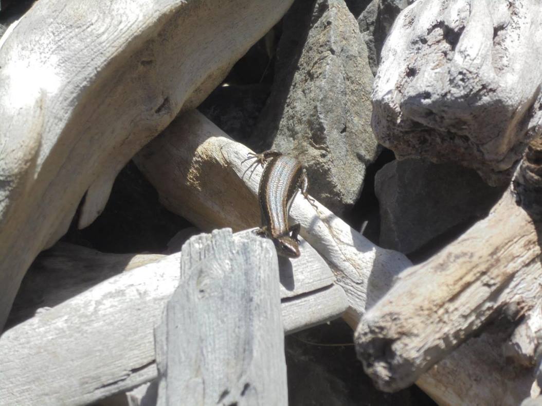 Rock Pile Building for Native Lizard Habitat - The Tindall Foundation